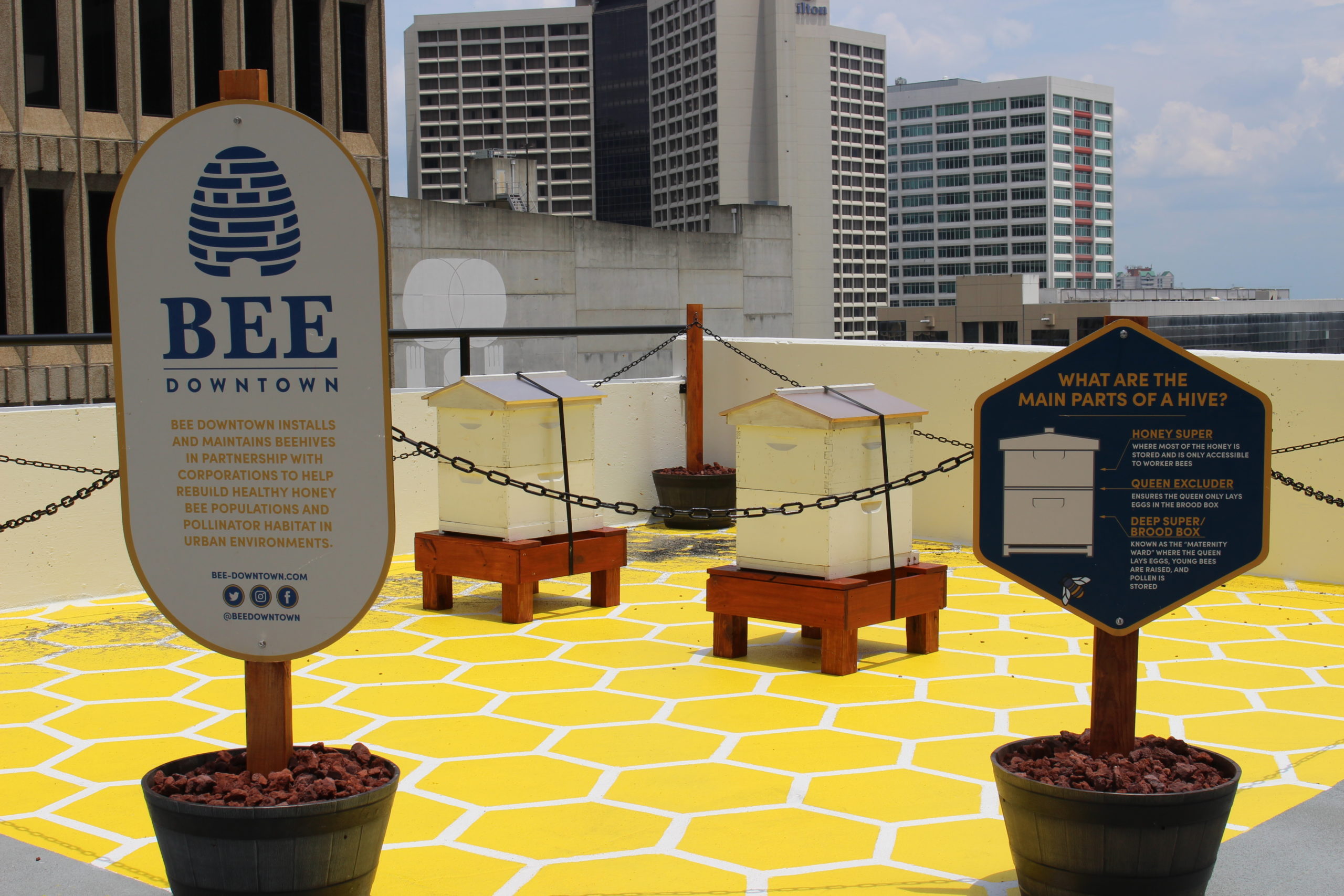 Bee-Downtown Helps Rebuild Bee Populations In Downtown Atlanta